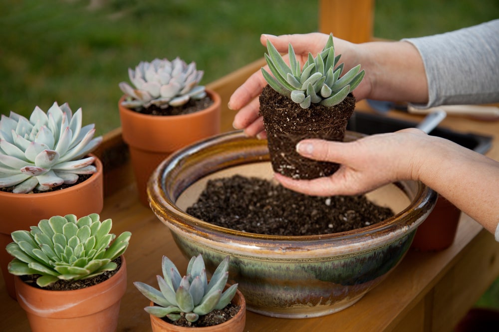 Do Mini Succulents Need To Be Repotted - 2024 Guide - Chicago Together